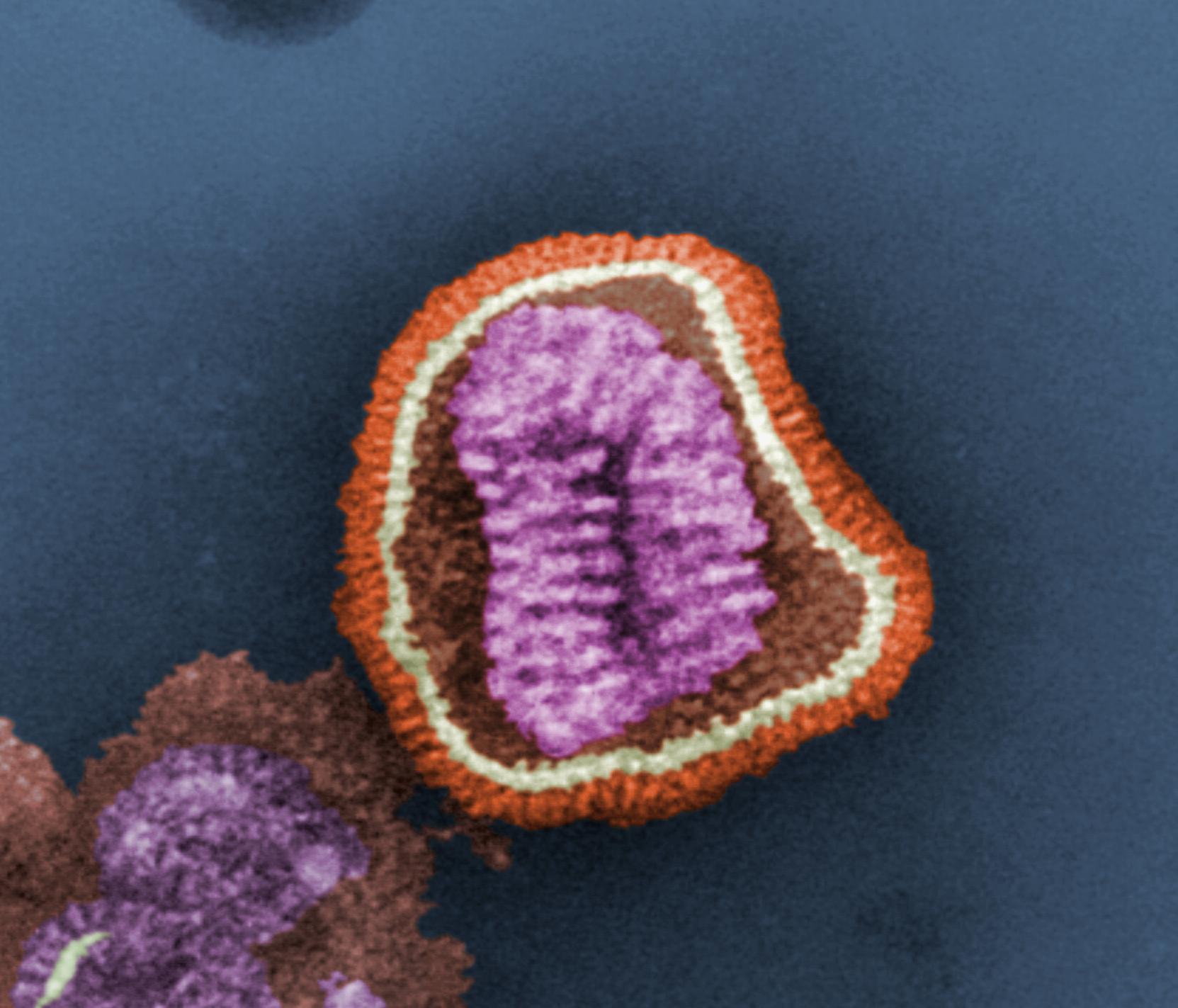 H7N9 Influenza Virus Ethnicity And Protection From Infection The